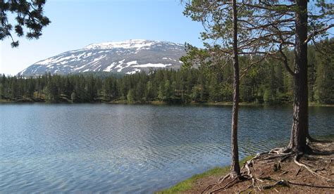 Ripan Naturreservat Naturattraksjon In Tynset Tynset Visit Røros