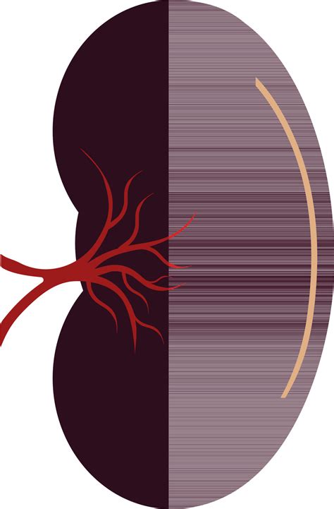 Spleen Icon In Color With Half Shadow For Human Body Vector Art At Vecteezy