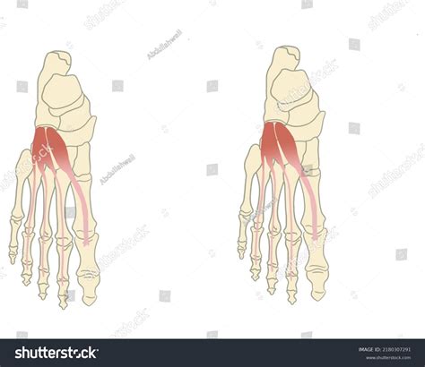 Human Body Elements Anatomy Isolated White Stock Illustration