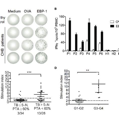 Ifn G Elispot Assay For Detection Of Ebp 1 Specific T Cell Responses