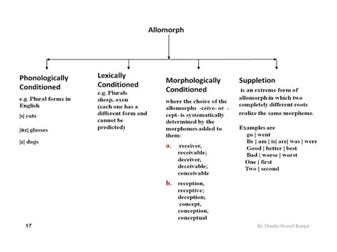 Morphology Morphs Allomorph Grammatical And Phonological