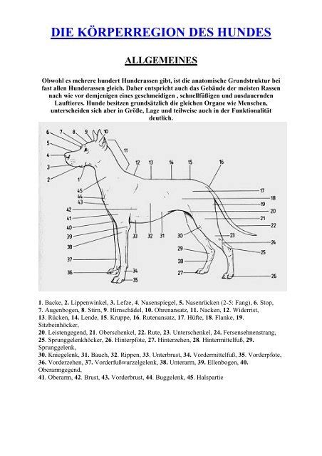 Anatomie Des Hundes