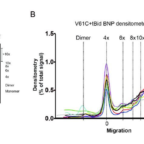 V61cv61c Linkage Is A Marker Of Dimer Dimer Interaction A Bnp