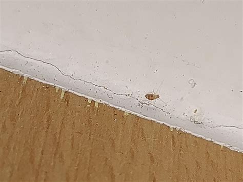 Hi Can Someone Please Help Me Find Out If These Are Bedbugs Nymphs
