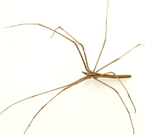 Deinopidae Spiders Identification Habitat Behavior And Bite Facts