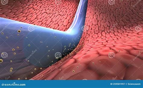 Interactions Of Synthetic Polymers With Cell Membranes And Model