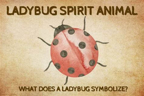 Ladybug Spirit Animal What Does A Ladybug Symbolize