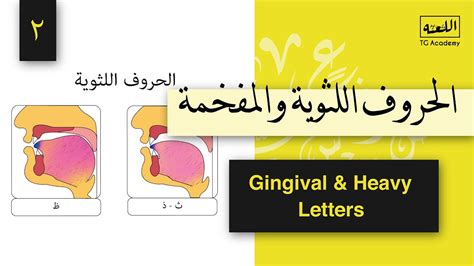 الحلقة 2 الحروف اللثوية والحروف المفخمة Gingival Letters And