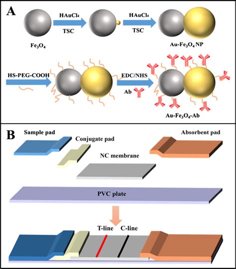 Colorimetric And Photothermal Dual Mode Lateral Flow Immunoassay Based