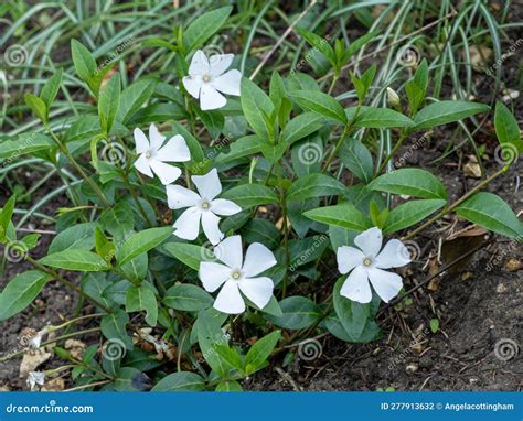 White Vinca Minor Plants At Susan Jaimes Blog