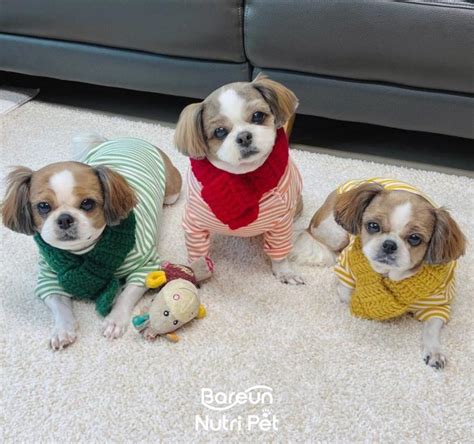 강아지피부병 종류와 예방법 올바른 털말리기 방법까지 총정리 건강정보 바른뉴트리