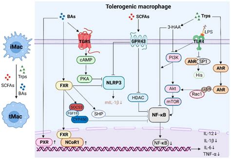 Gut Microbiota Derived Metabolites Promote Differentiation Of Treg Tr1 Download Scientific