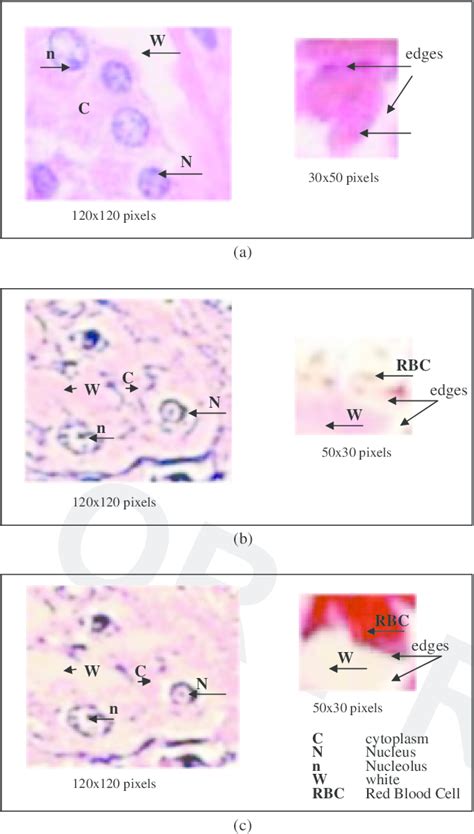 Tissue Component Structures A Hande Stained Digitallystained B Download Scientific Diagram