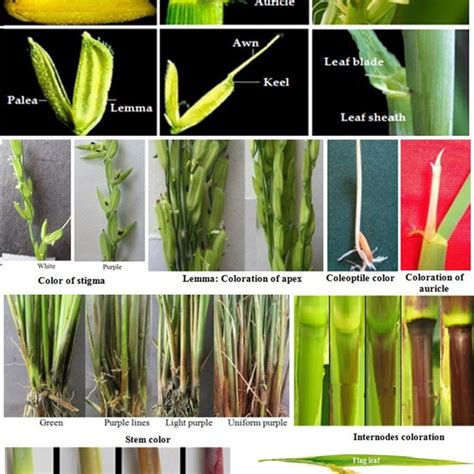 [pdf] Automated Paddy Variety Recognition From Color Related Plant Agro Morphological