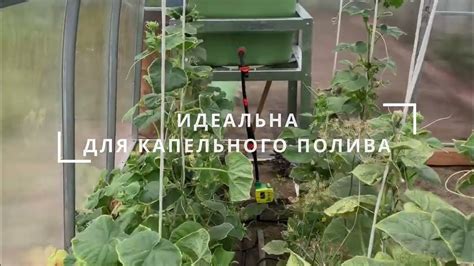 Мечта дачника! Подставка для бочки Рада Нептун - подойдёт даже для ...