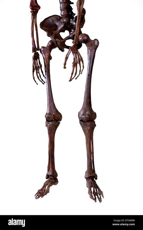 Anatomie de nãandertal Banque de photographies et dimages à haute