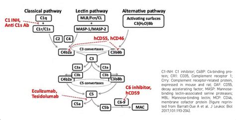 Schema Of Complement System Classical Pathway Left Activated By Schema Of Complement System Classical Pathway Left Activated By