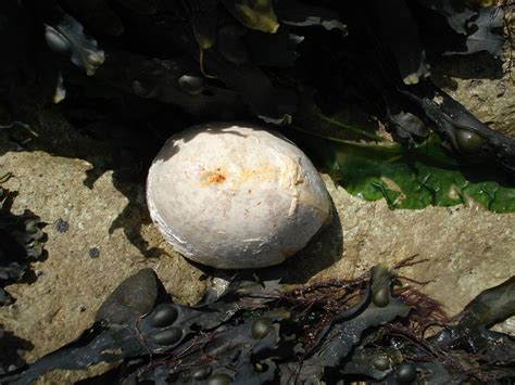Uk Fossil Collecting