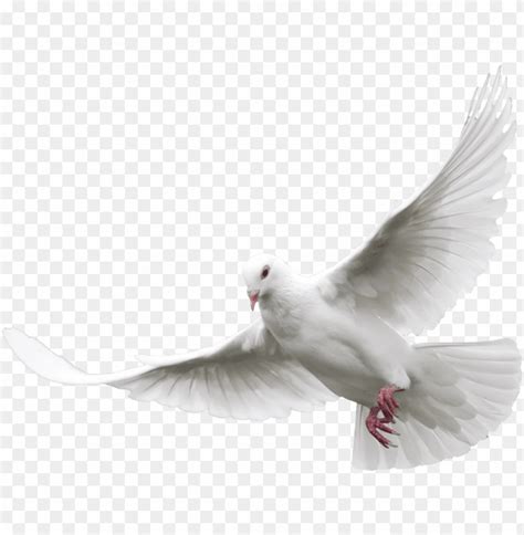 White Dove Toppng
