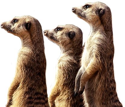Collection Mongoose Alley