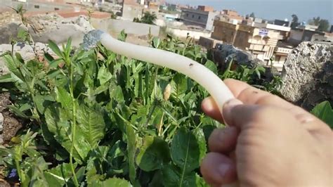 كشف مؤامرة ام الدواهى وبطوط ام عطعوط وإهانة حلميه وزوجها واخواتهامن ام
