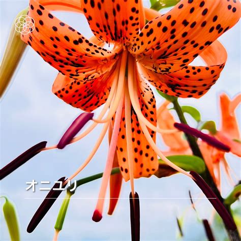 鬼百合 新白霊山のふもと2