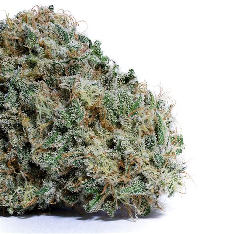 Blood Orange No 5 Weedys