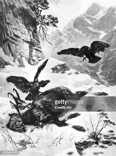 Dead Deer Cartoon Photos And Premium High Res Pictures Getty Images