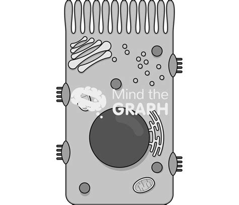 Free Enterocyte Cell Icons Symbols Pictures And Images Mind The Graph