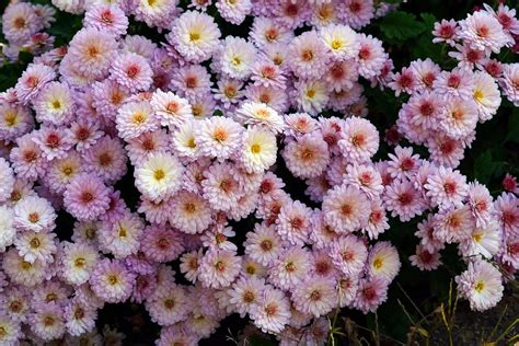 국화 가을 한국 Pixabay의 무료 사진 Pixabay