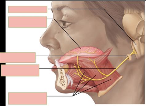 Nerves And Structures Of Tongue Diagram Quizlet