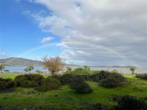 Caulerpa The Invasive Seaweed Species Spreading Along Californias