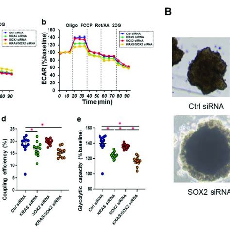 Effects Of Sirna Mediated Kras Andor Sox2 Suppressions On The