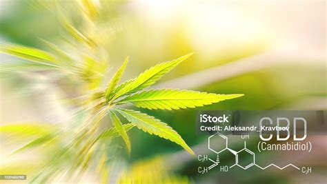Cbd 화학식 칸 나비 디올 분자의 구조 모델 추출 물 오일이 있는 약용 대마초 배경 주제에 대한 스톡 사진 및 기타 이미지