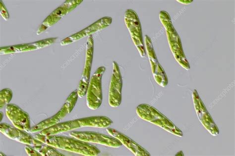 Protist Euglena