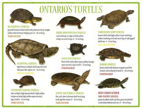Ontarios Turtle Species Identification Poster Identifying Common