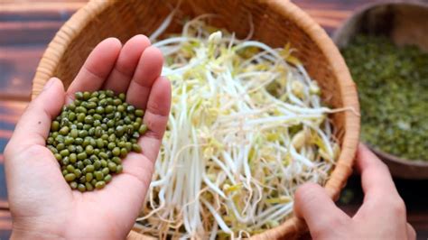 អត្ថប្រយោជន៍នៃសណ្តែកបណ្តុះ ២ Tnaot