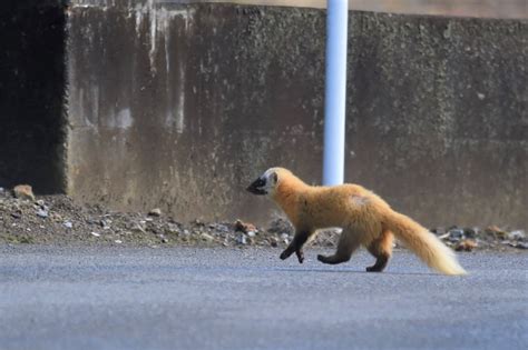 夏毛のテン 動物 1 軽トラ野鳥フォト