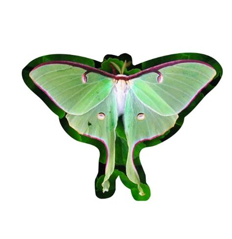 Sticker Luna Moth Inspired Living