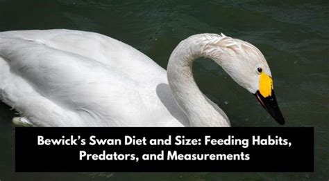 Shoveler Diet And Size Feeding Habits Predators And Measurements