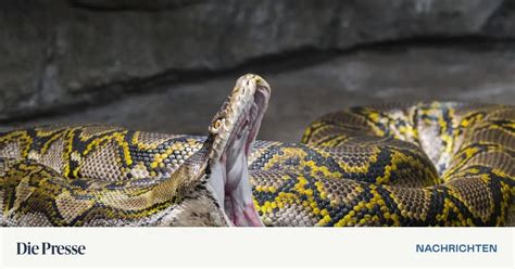 Netzpython Verschlingt 45 Jährige Frau In Indonesien