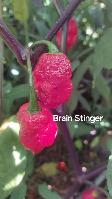 15 Brain Stinger Pepper Seeds Etsy