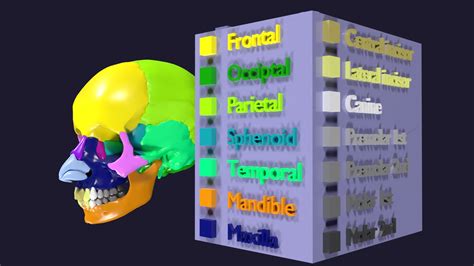 Skull Bones Colored Separable Labelled Superhive Formerly Blender Market