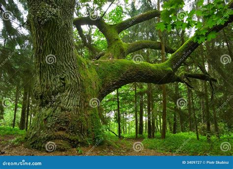 Mighty oak. stock image. Image of powerful, brown, deciduous - 3409727