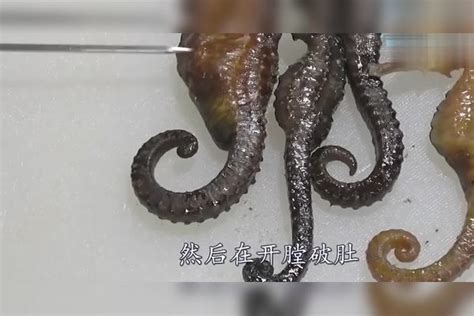 日本人是怎么吃海马的切开肚皮放进油锅看完食欲大增 肚皮 海马 油锅