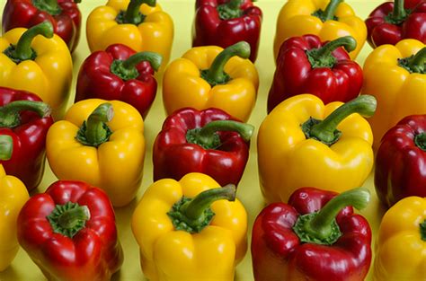 유토이미지 알록달록 노란색 빨강 색깔의 파프리카 피망 단고추 건강 음식자재 야채 채소