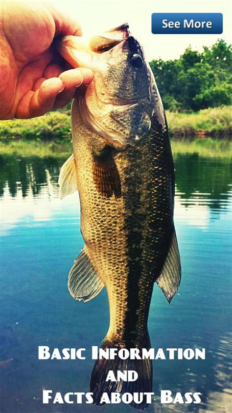 Bass Fishing Tips Tips On How To Catch A Largemouth Bass Bass