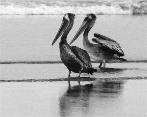 Pelican Migration Photograph By Vernon Platt Fine Art America
