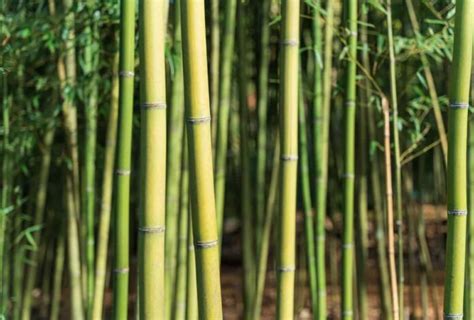 Step By Step Guide To Bamboo Cultivation A Beginners Guide