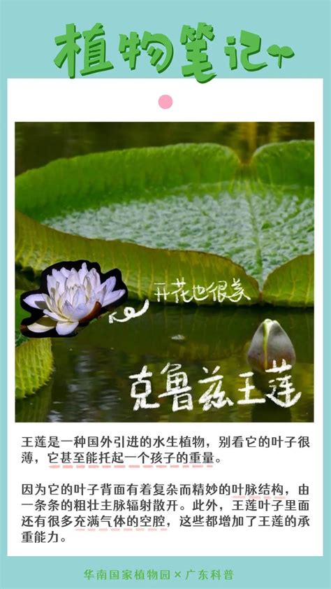 科普君带你云游华南国家植物园这些神奇植物你见过吗 澎湃号政务 澎湃新闻 The Paper